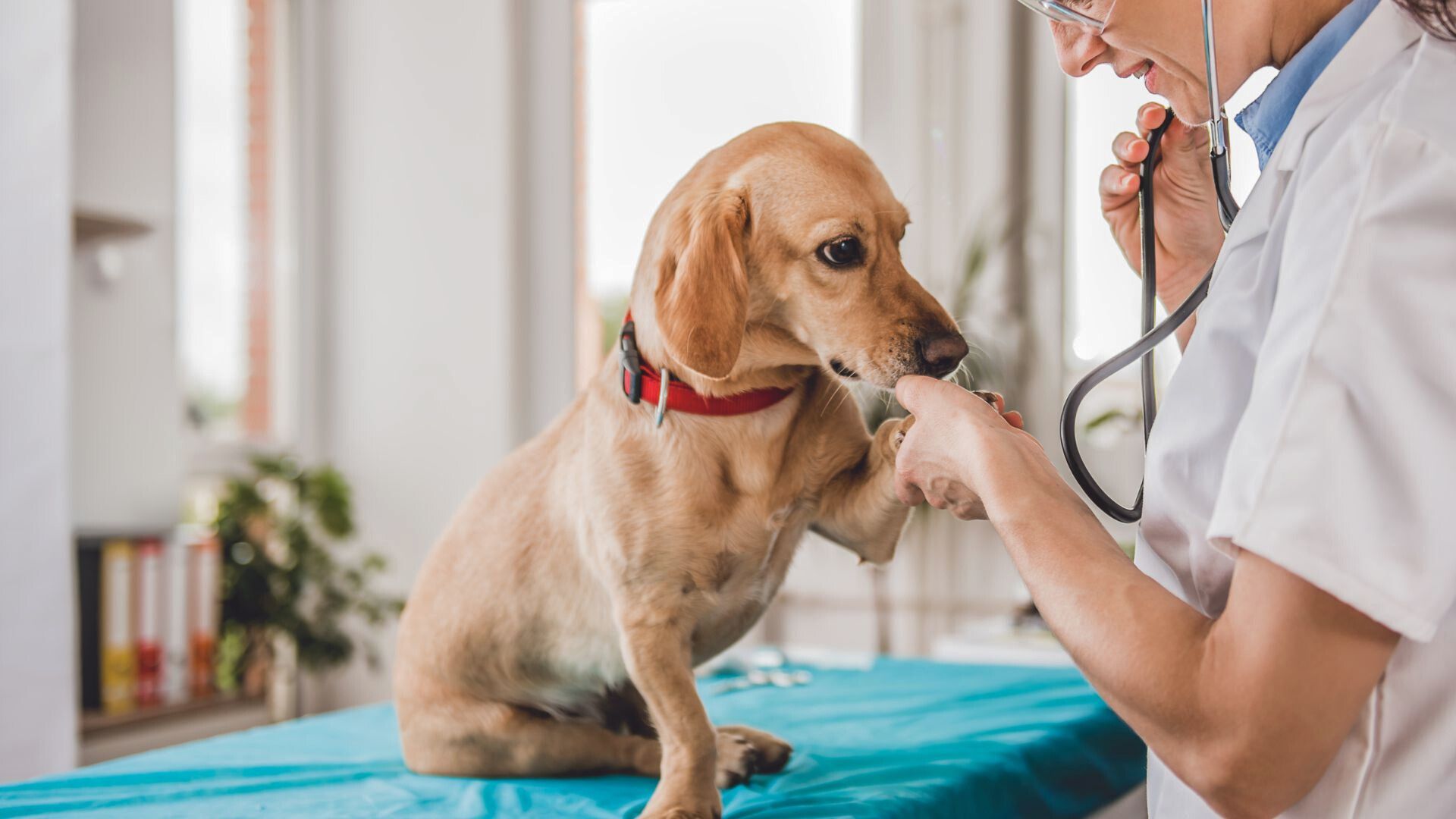 Pet Behavioral Counseling in Moultrie, GA | Southside Veterinary Center