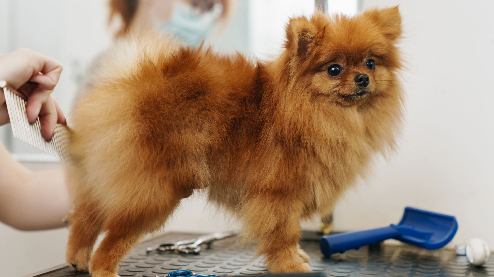 Pet Shave Down in Moultrie, GA | Southside Veterinary Center